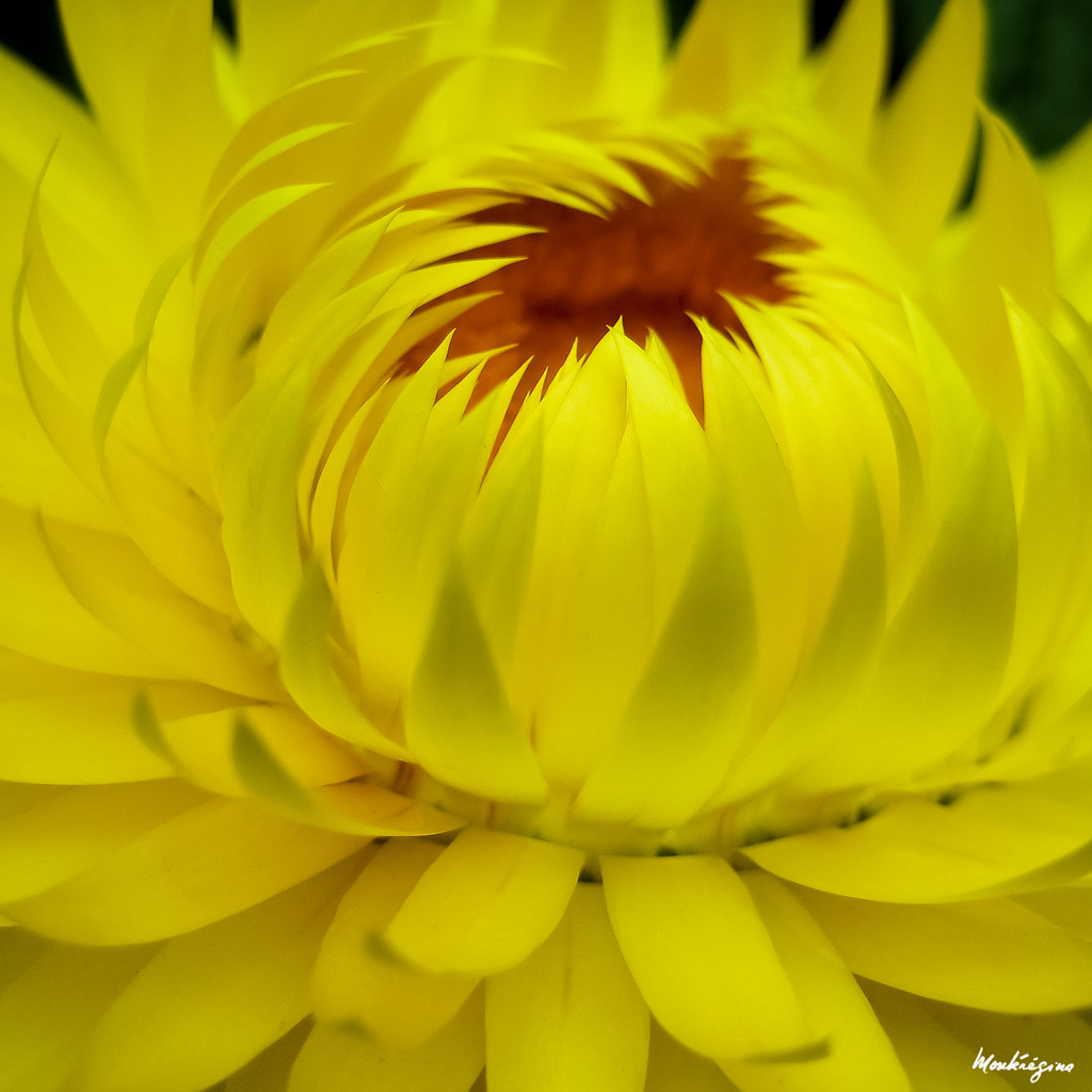 The Most Beautiful Eternal Flower Images
