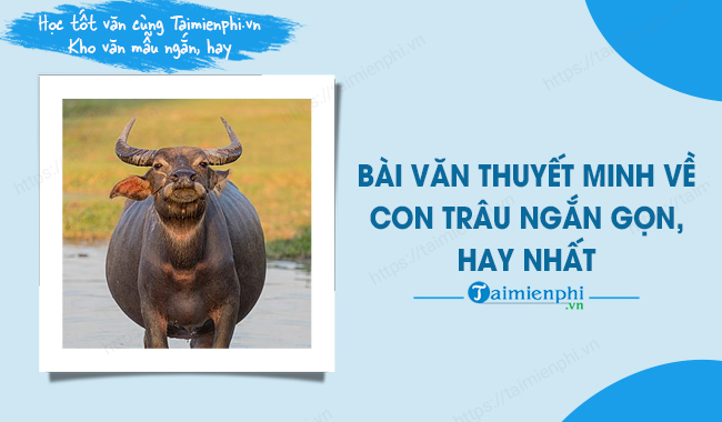 Bài văn thuyết minh về con trâu - Hình ảnh thân thuộc của làng quê Việt Nam
