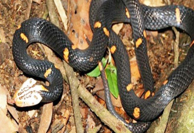 The Most Dangerous Snakes in Vietnam