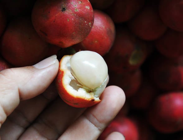 Travel to Phu Yen to admire the crimson orchards and indulge in the ...