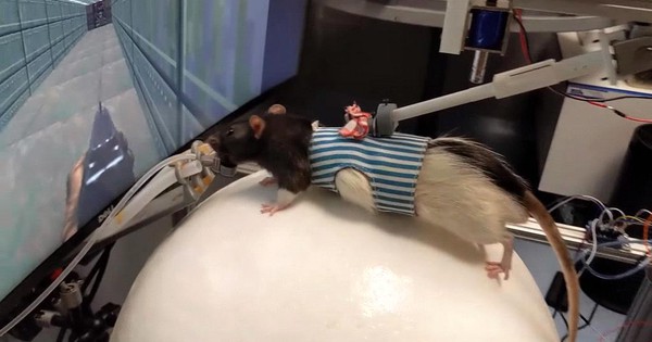 After conquering the legendary game Doom, the gaming mice are getting ...