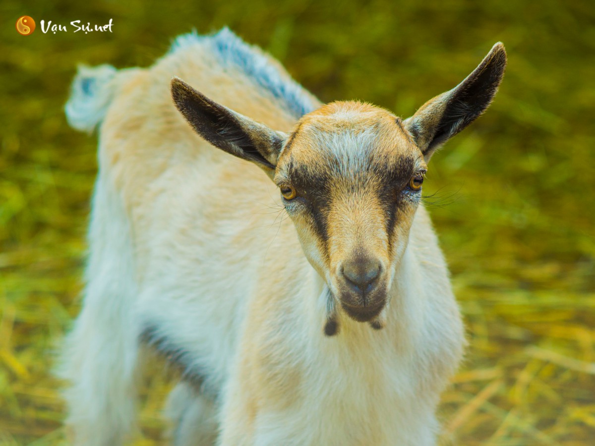 Love Divination for Women of the Mùi Zodiac