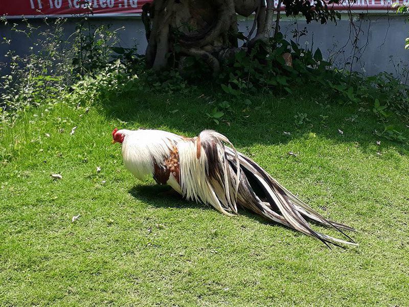 Top 11 Fascinating Facts About Tre Chickens - Mytour.vn