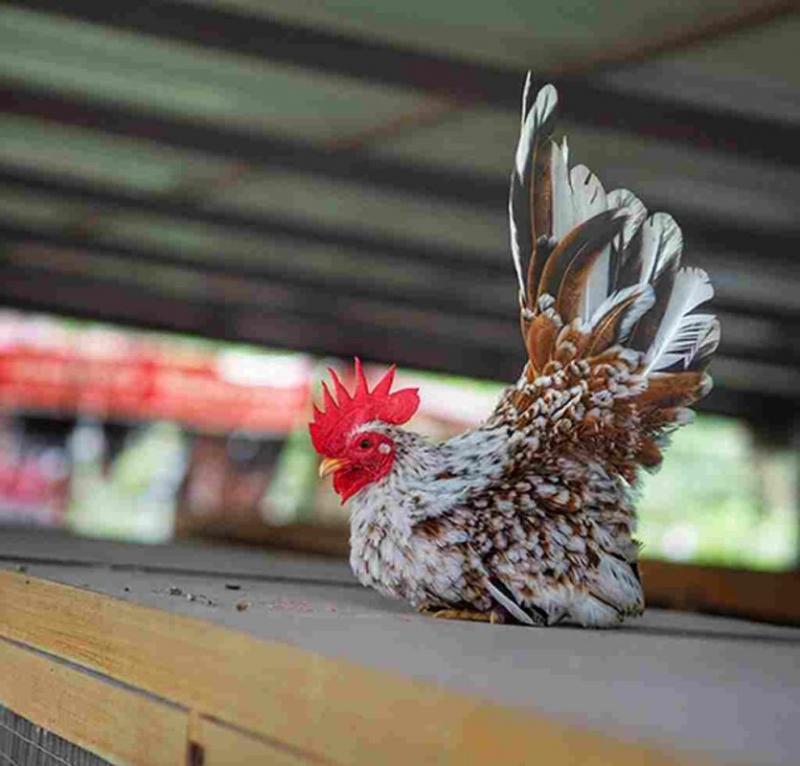 Top 11 Fascinating Facts About Tre Chickens - Mytour.vn