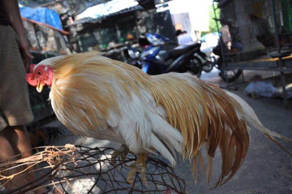 Top 11 Fascinating Facts About Tre Chickens - Mytour.vn