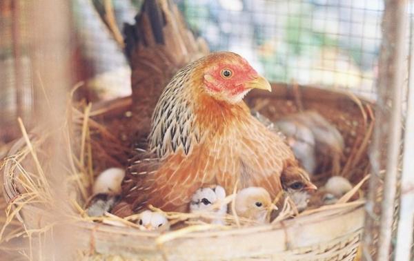 Top 11 Fascinating Facts About Tre Chickens - Mytour.vn