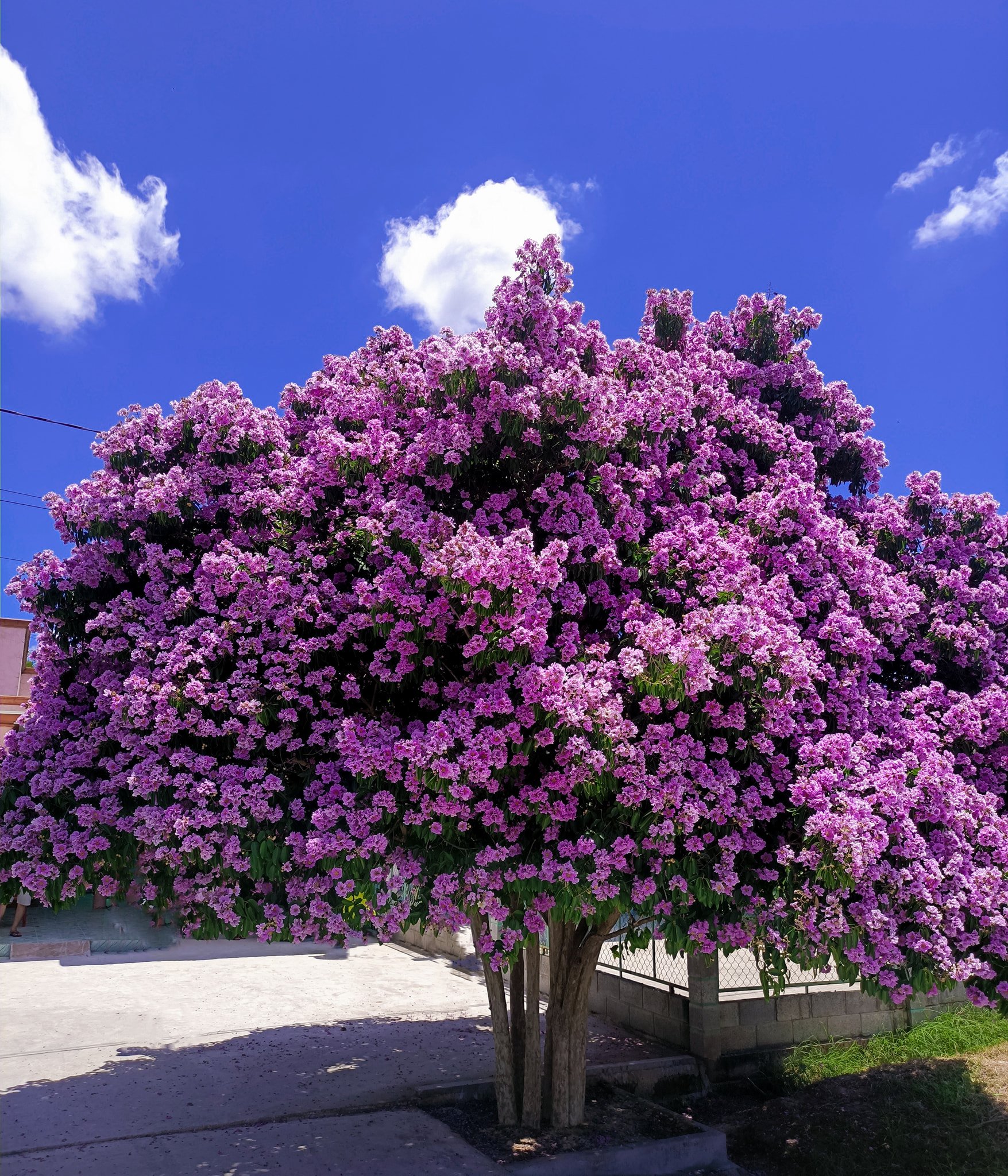 Exploring the enchanting 'Most Beautiful in Vietnam' Bong Lang tree in ...
