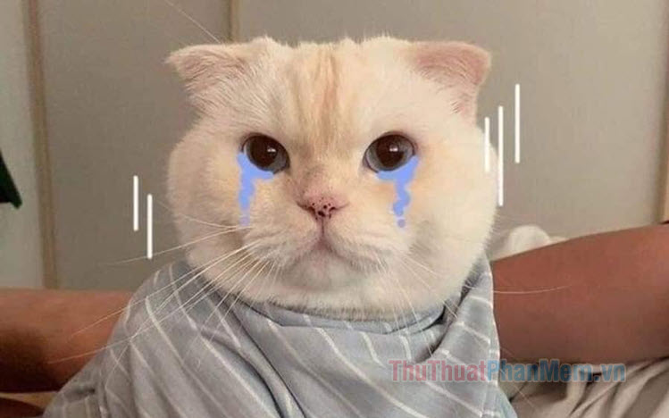 Compilation of adorable, funny, and heartwarming sad cat memes.