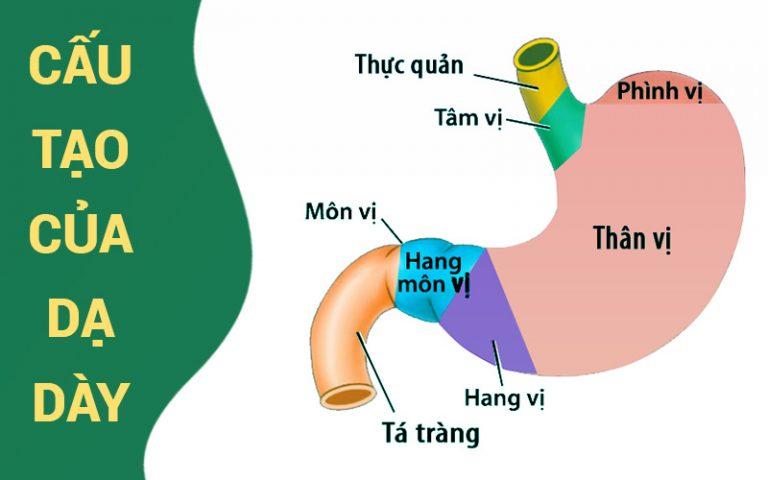 Discover the top 9 home garden leaves for effective stomach ache relief.