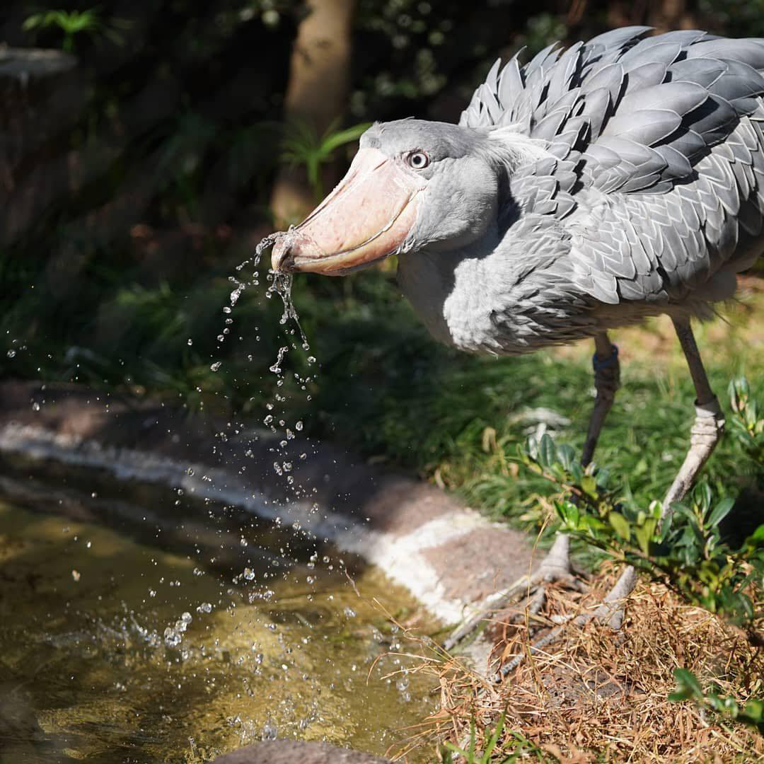 Shoebill Stork: Unattractive Yet a Predator of Gazelles and Crocodiles