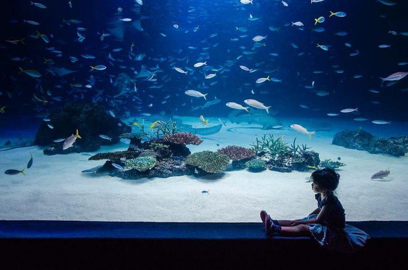 Top 10 Must-Visit Aquariums in Japan - Mytour.vn