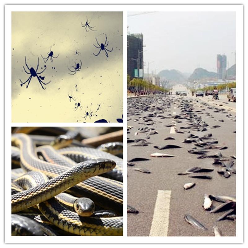 Top 10 Strangest Rainfalls Around the World - Mytour.vn