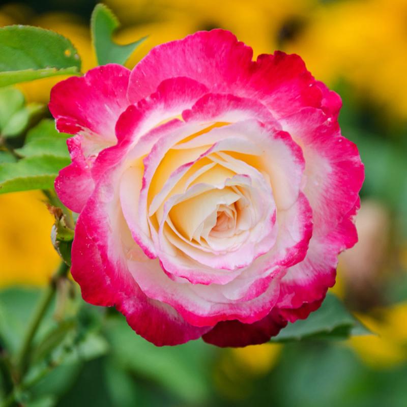 Top 20 Most Beautiful Rose Species in the World - Mytour.vn