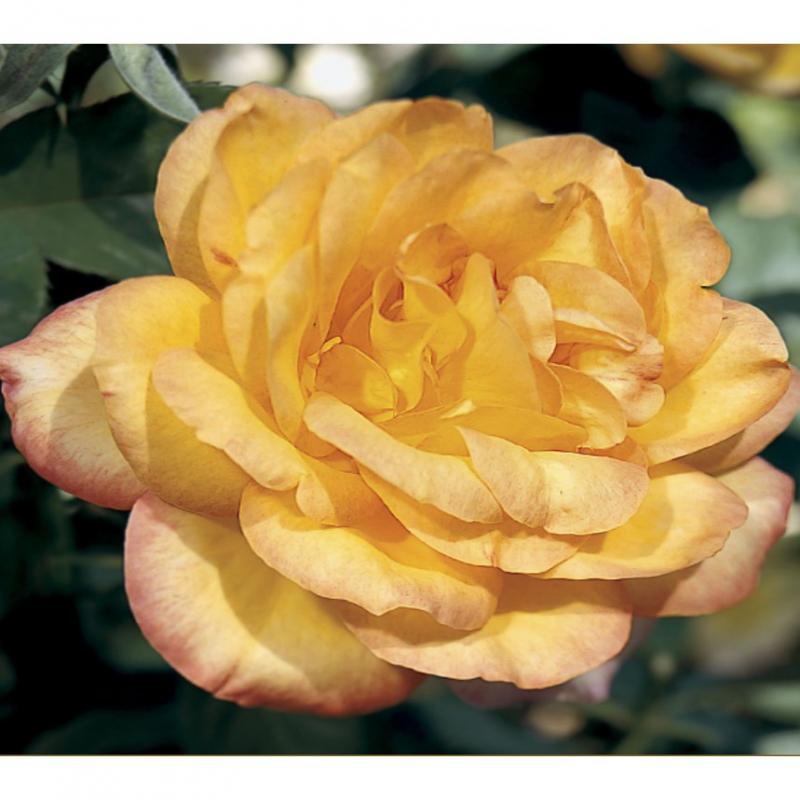 Top 20 Most Beautiful Rose Species in the World - Mytour.vn