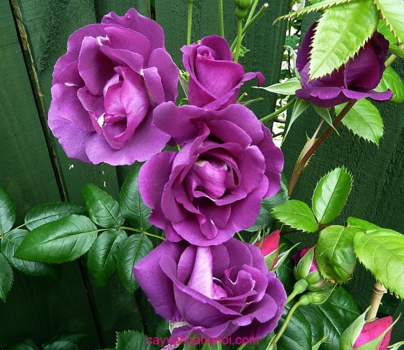 Top 20 Most Beautiful Rose Species in the World - Mytour.vn