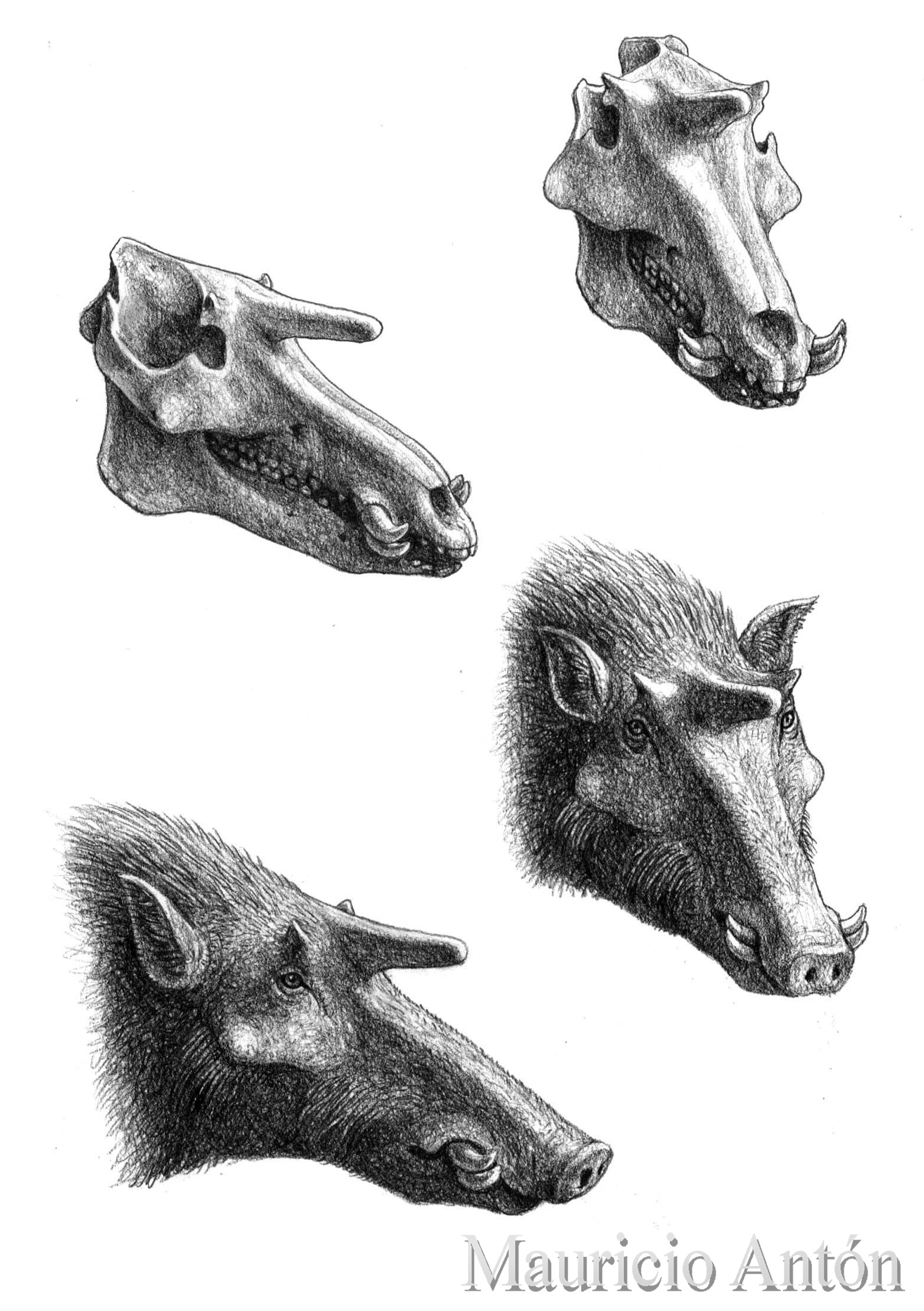 Kubanochoerus gigas: An ancient pig species with a horn resembling a ...