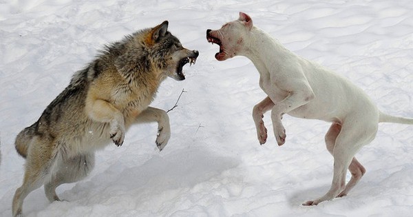 What happens if a puppy is placed next to a newly born wolf?