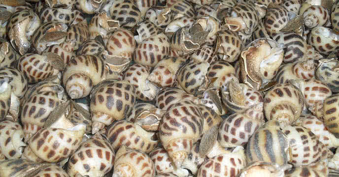 Unveiling the Quick Recipe for Ginger-Steamed Turban Snails