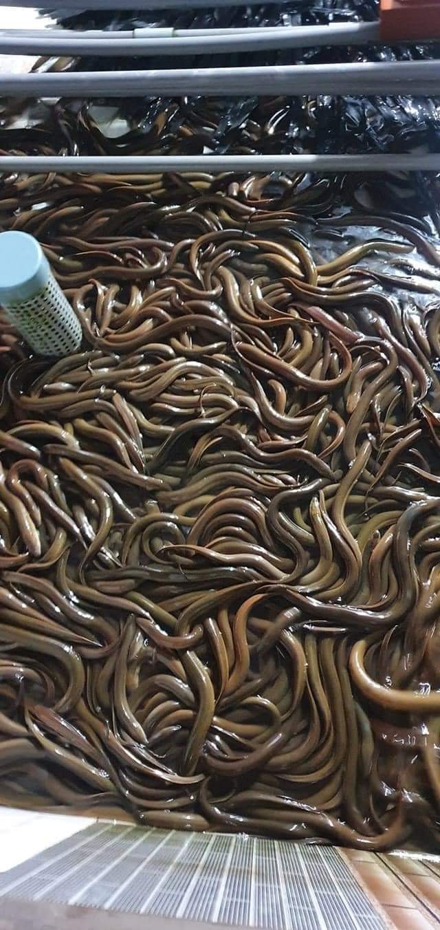 Beautiful Eel Images