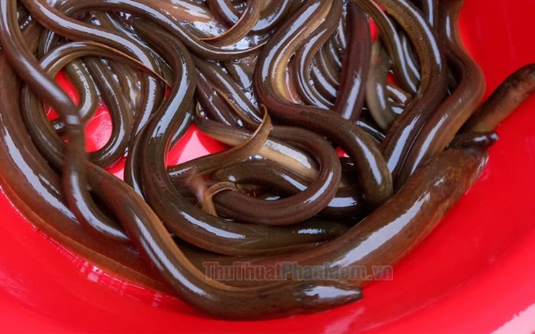 Beautiful Eel Images