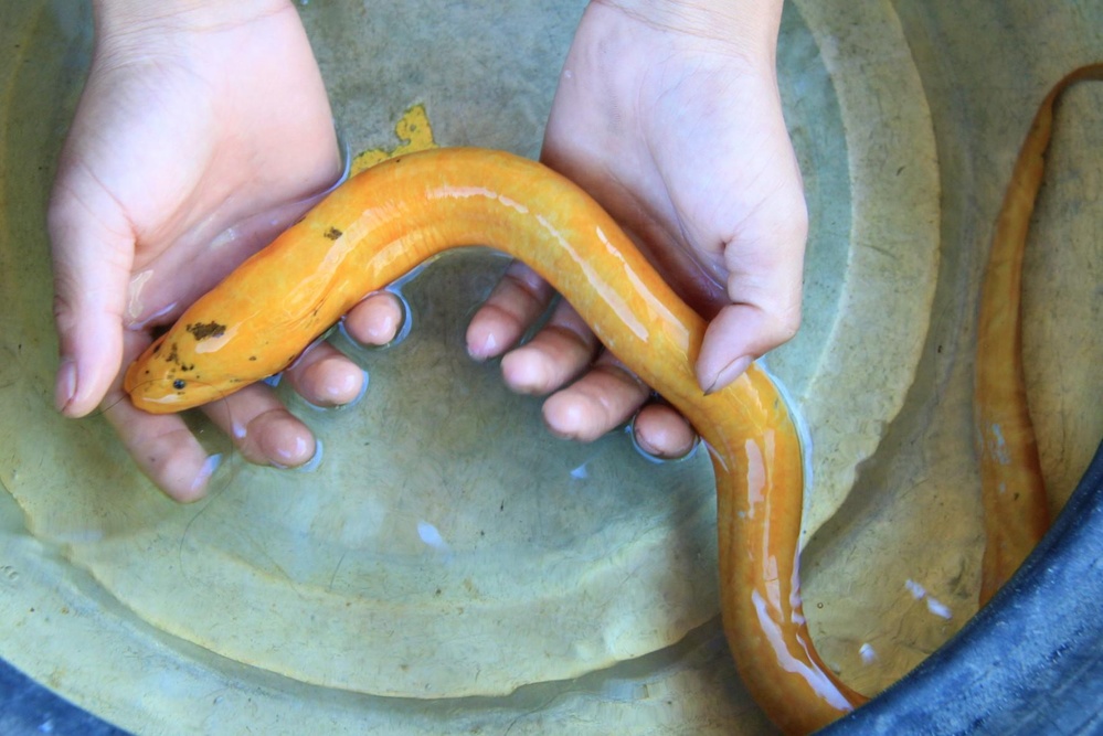 Beautiful Eel Images