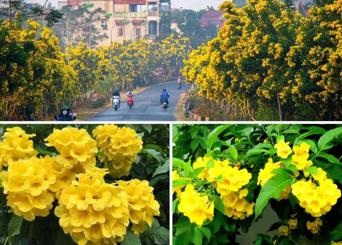 Golden Bell Flower: Feng Shui Meaning, Images, Planting Guide | Mytour
