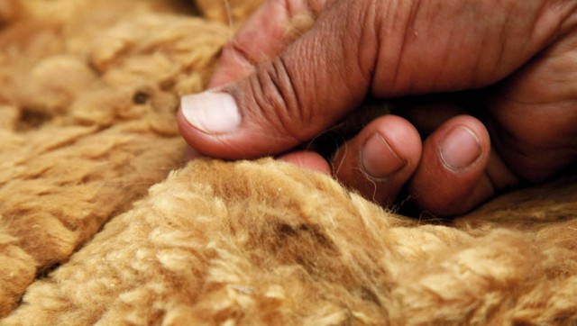 Vicuña: What Makes It the World's Most Expensive Wool Priced from $400 ...