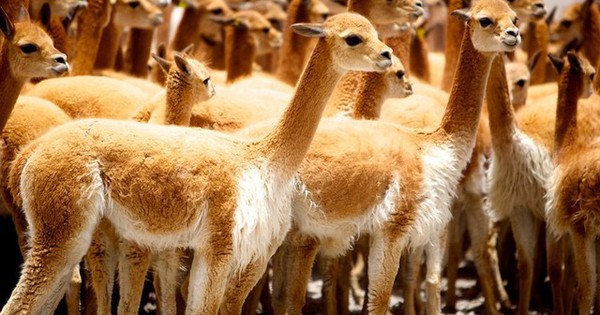Vicuña: What Makes It the World's Most Expensive Wool Priced from $400 ...