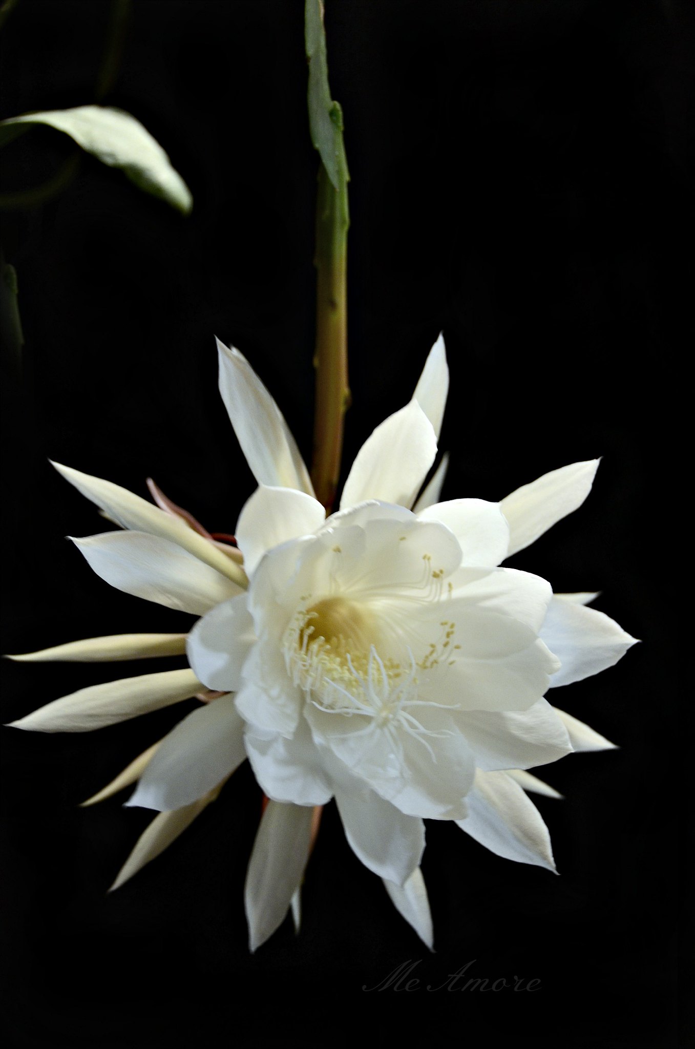 Stunning Black Background Quynh Flower Images