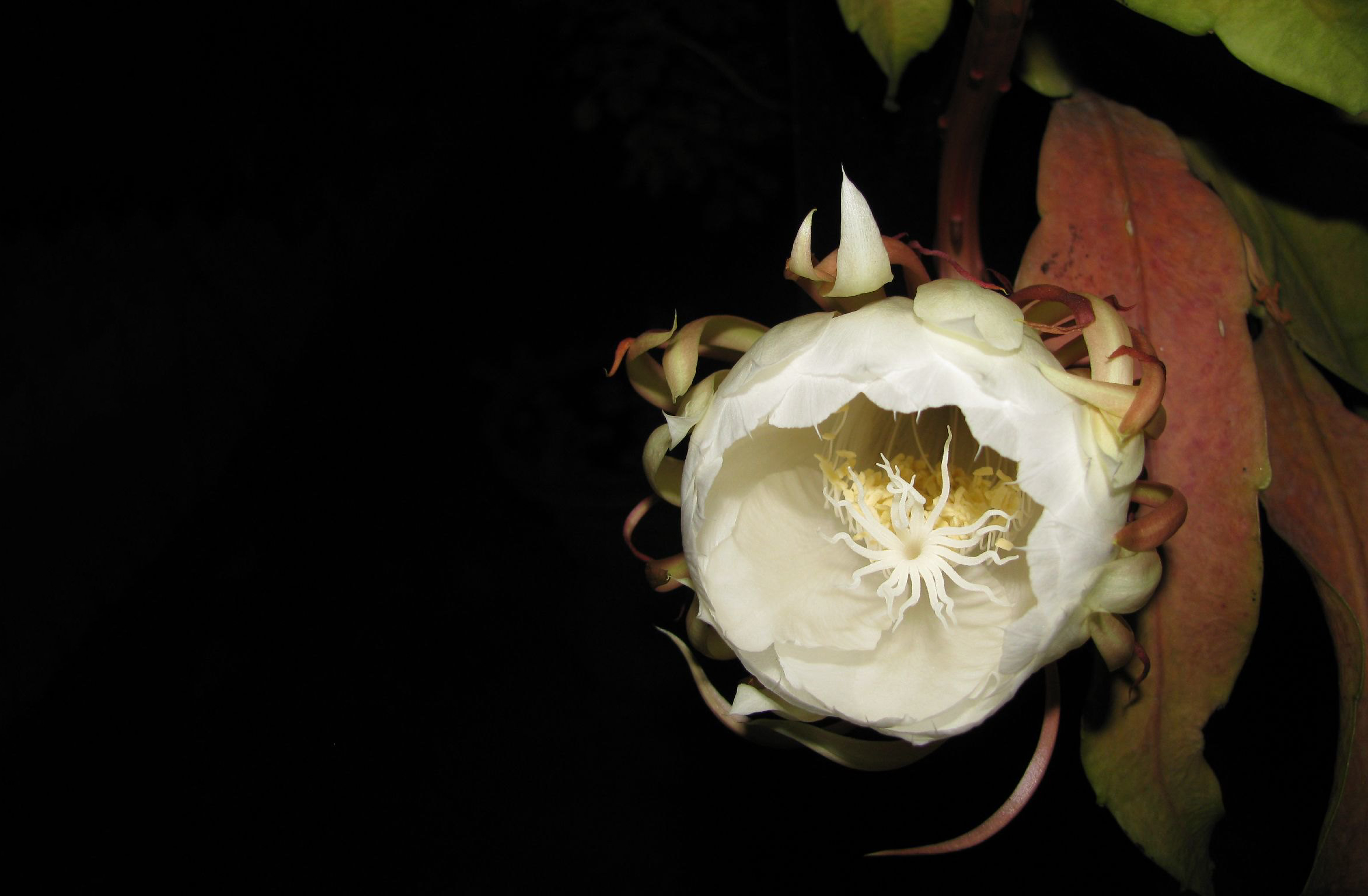 Stunning Black Background Quynh Flower Images