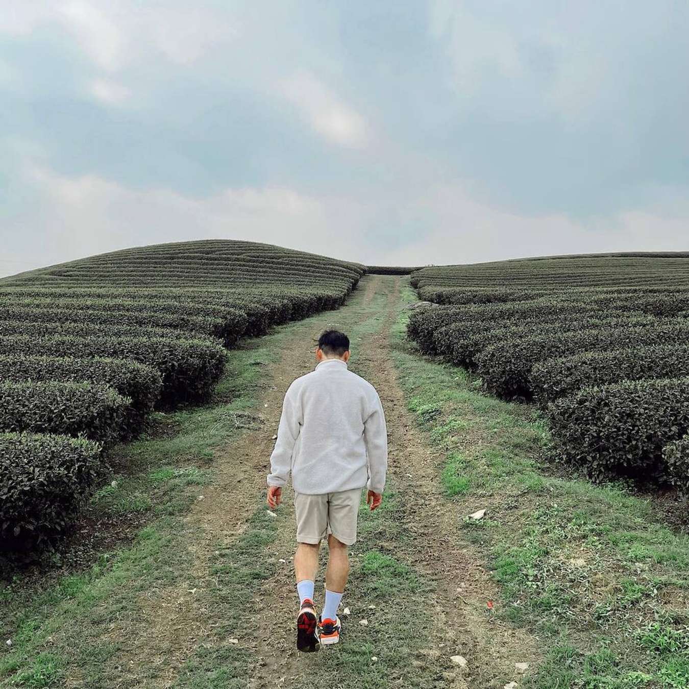 Explore the Enchanting Tea Hills of Moc Chau