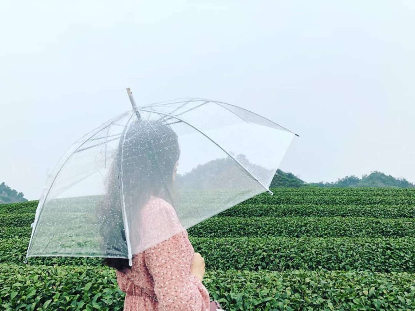 Explore the Enchanting Tea Hills of Moc Chau