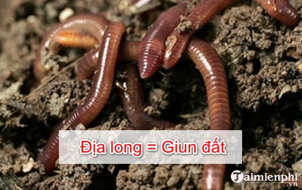 Curious about Earthworm? Earthworm soup, Earthworm medicine, what are ...