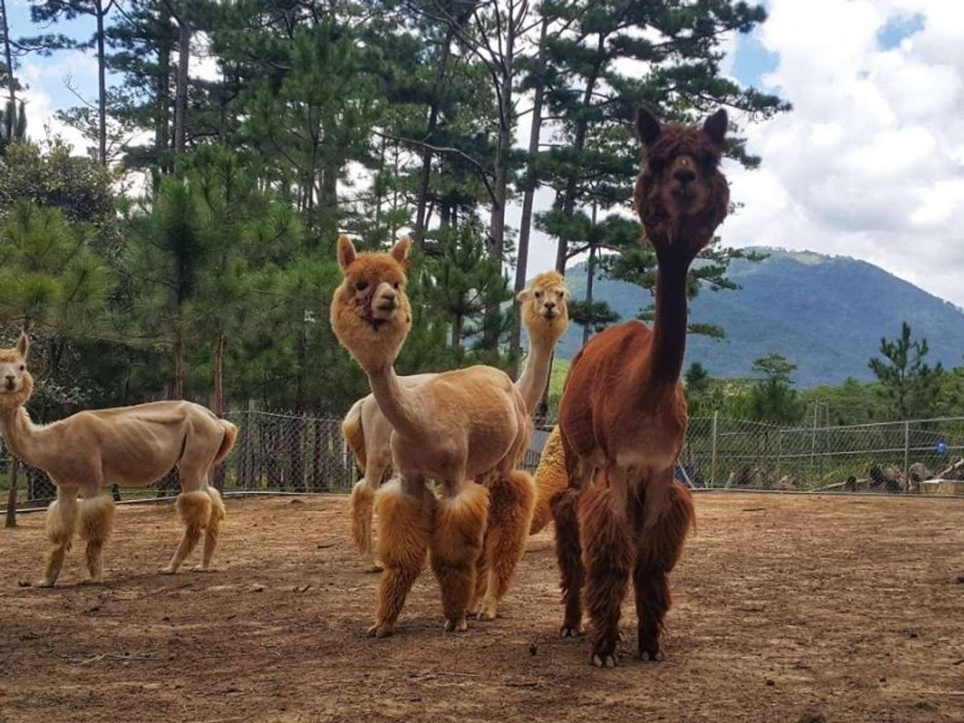 Explore Zoodoo Dalat - the adorable 'super' zoo