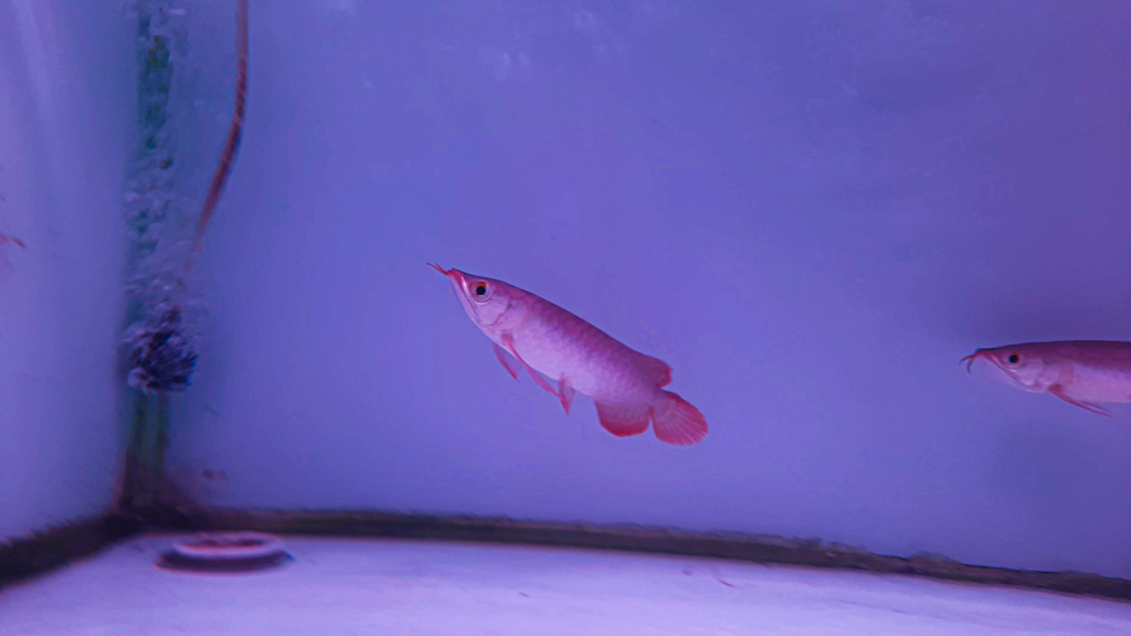 Exquisite Images of Enchanting Dragons