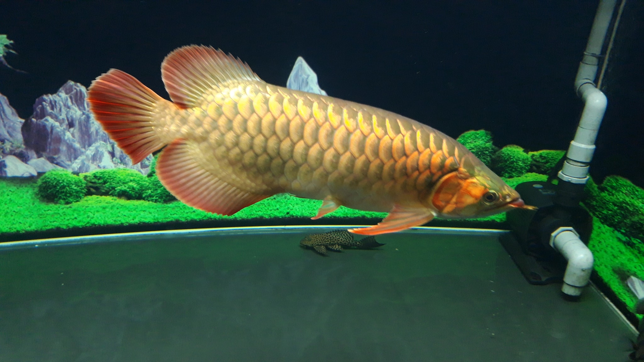 Exquisite Images of Enchanting Dragons