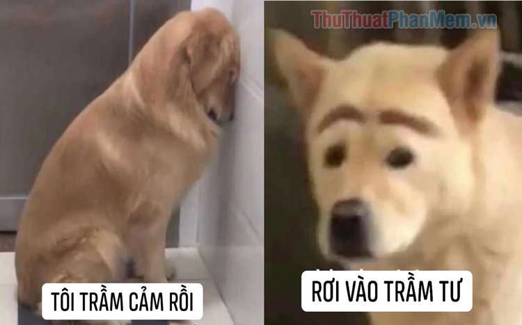 Compilation of humorous melancholic memes