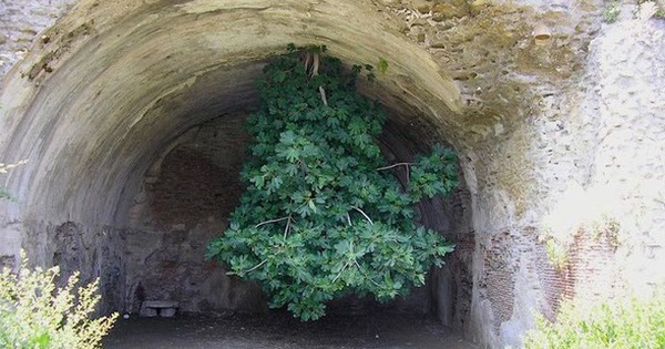 The most peculiar tree in the world challenges every law of physics