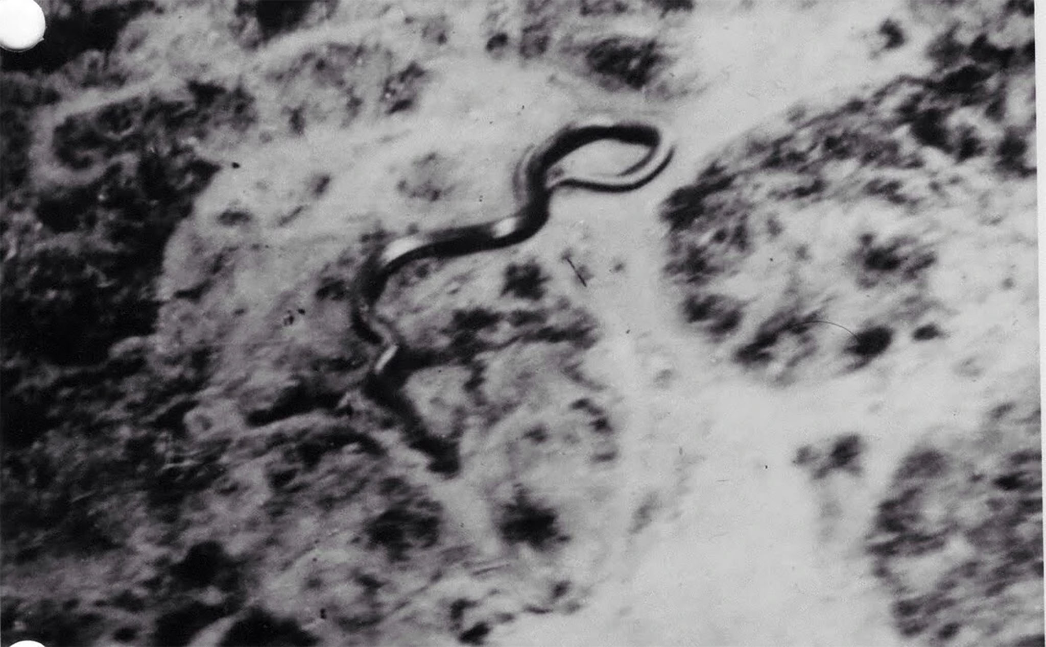 Could the giant snake in the Congo jungle be the last remaining Titanoboa?