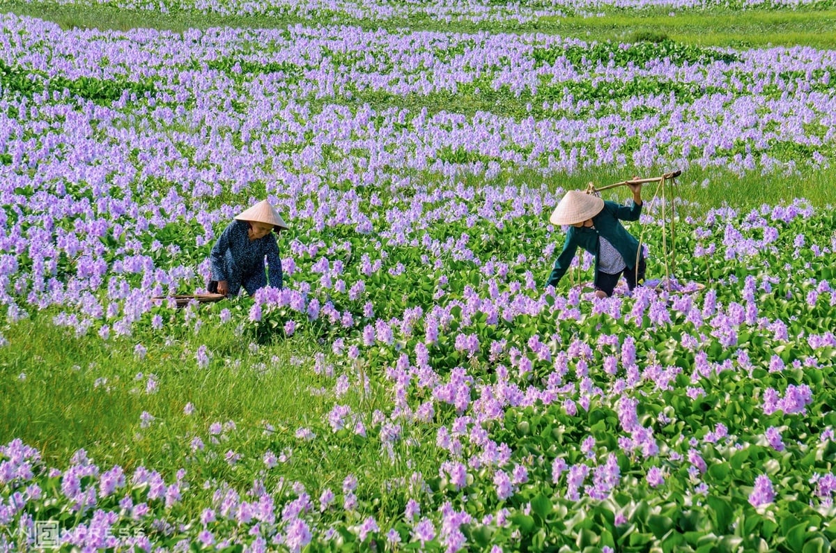 The Charm of Quang Nam Countryside - Mytour