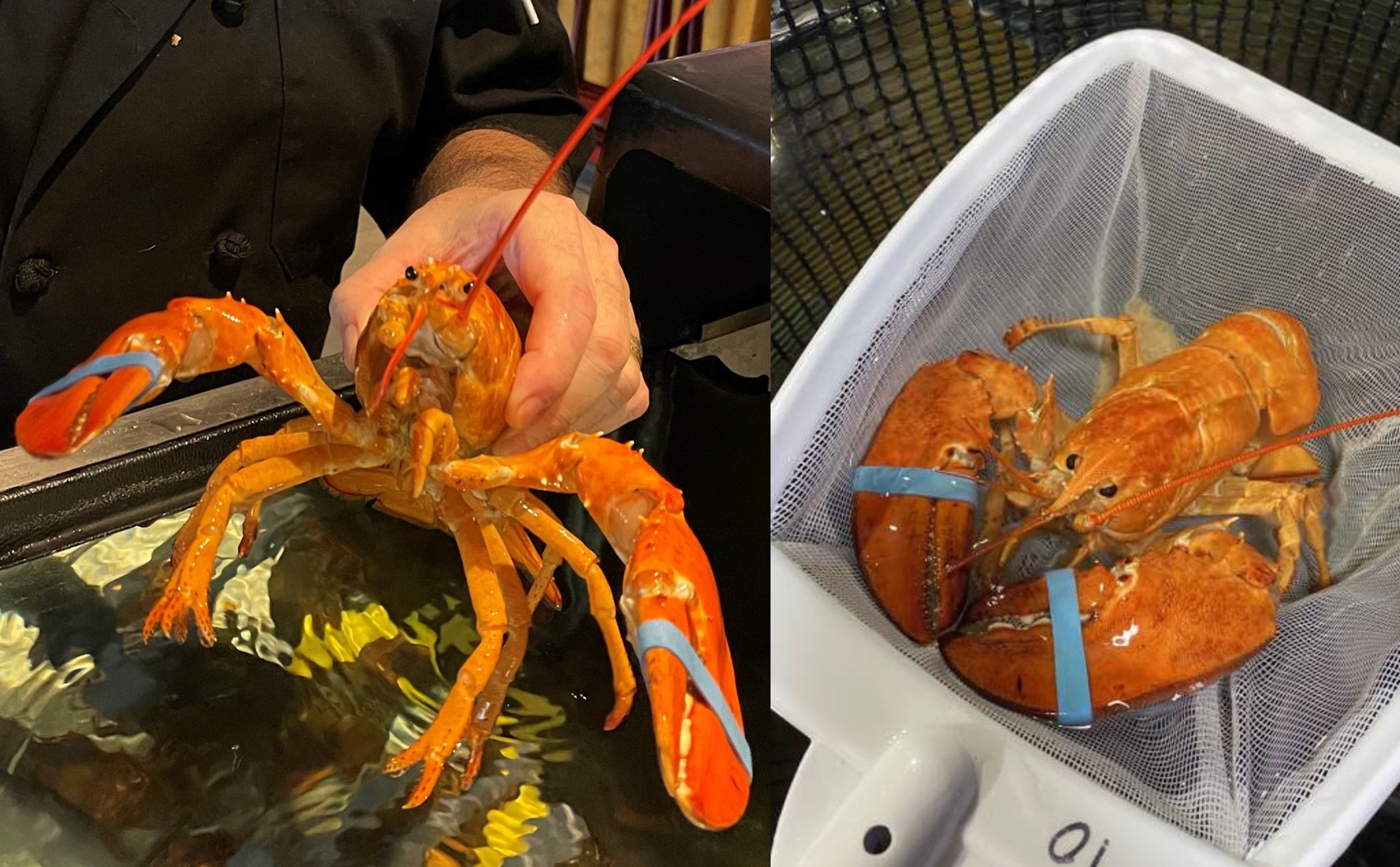 Tôm hùm giải thoát khỏi kịch bản lên bàn ăn nhờ vào lớp vỏ quý hiếm màu cam