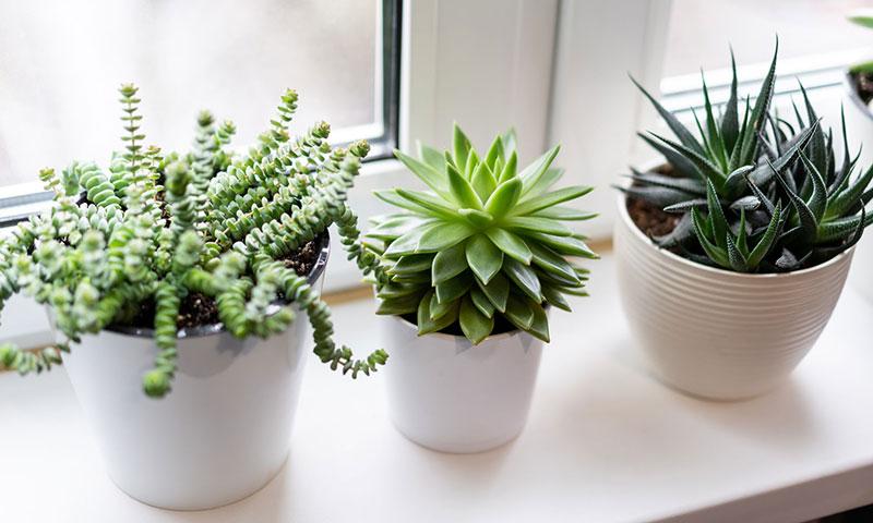 Top 10 Most Beautiful Mini Desk Plants - Mytour.vn