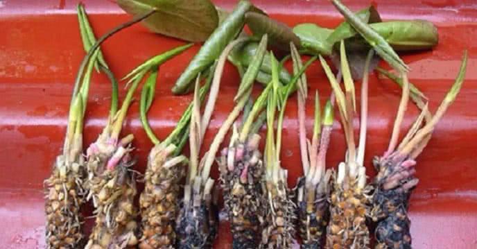 Revolutionary $0.50 Elixir for Vigorous Vitality