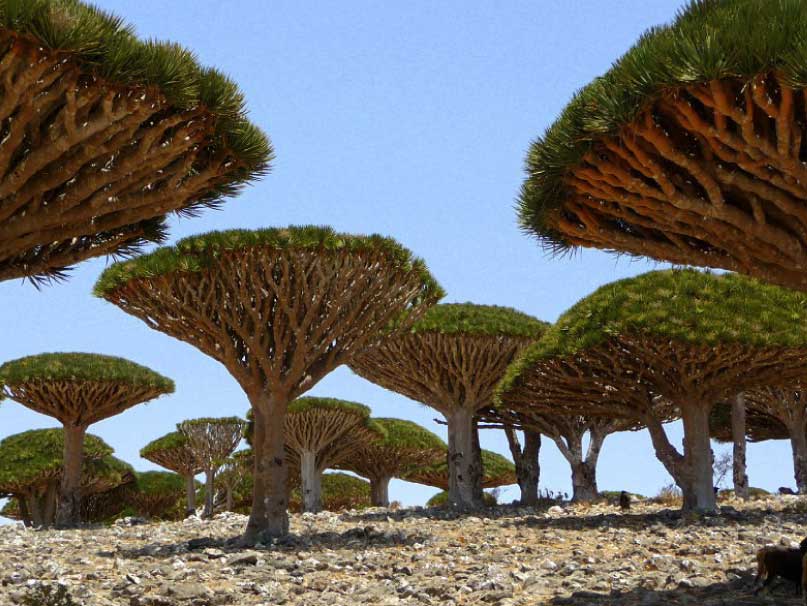 Marvel at the unique dragon blood trees on Socotra Island, Yemen - Mytour