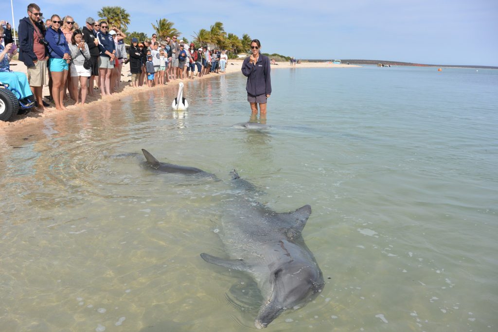 Discover Monkey Mia - Where Tourists Can Marvel at Dolphins in ...