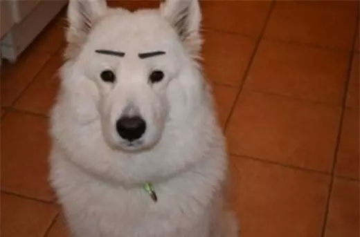 The Ultimate Collection of Laugh-Out-Loud Dog Memes