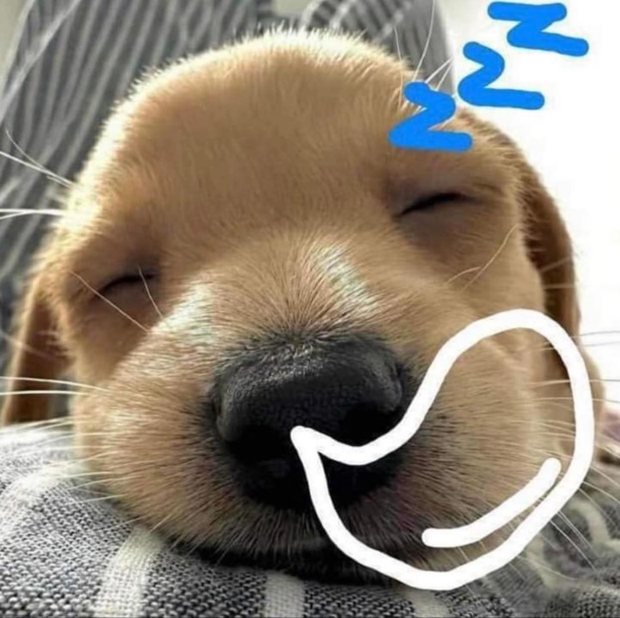 Adorable and charming dog avatar