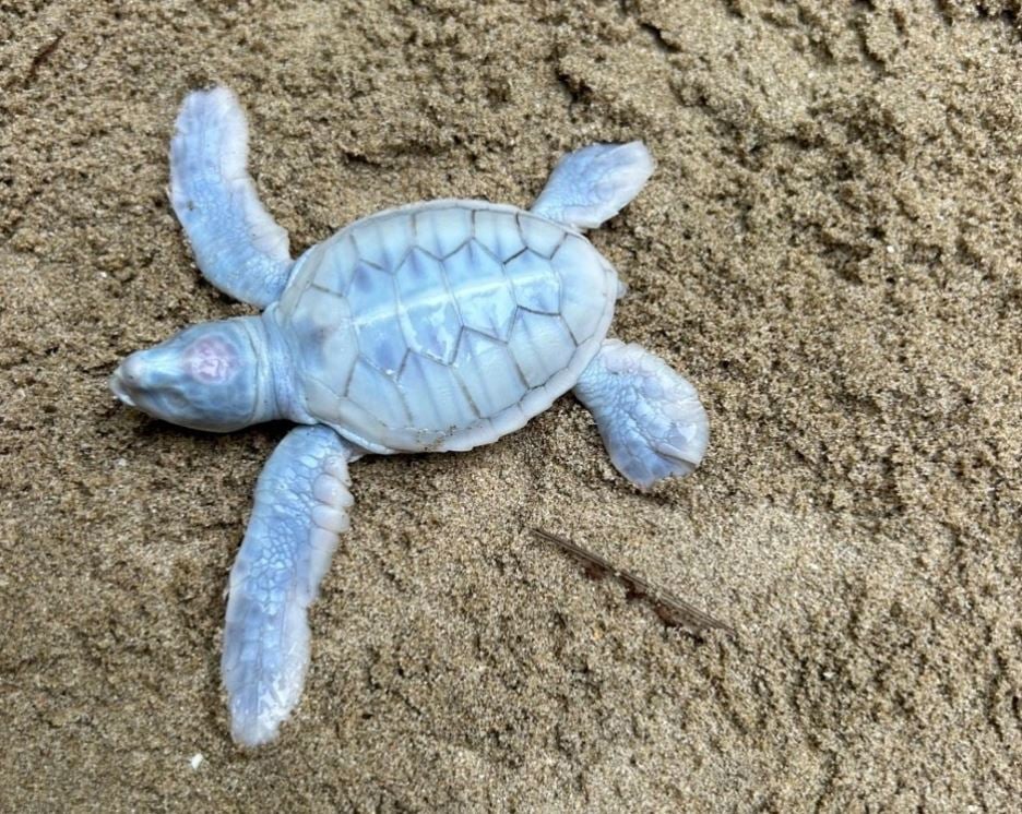Rare albino sea turtle born in Con Dao - Mytour