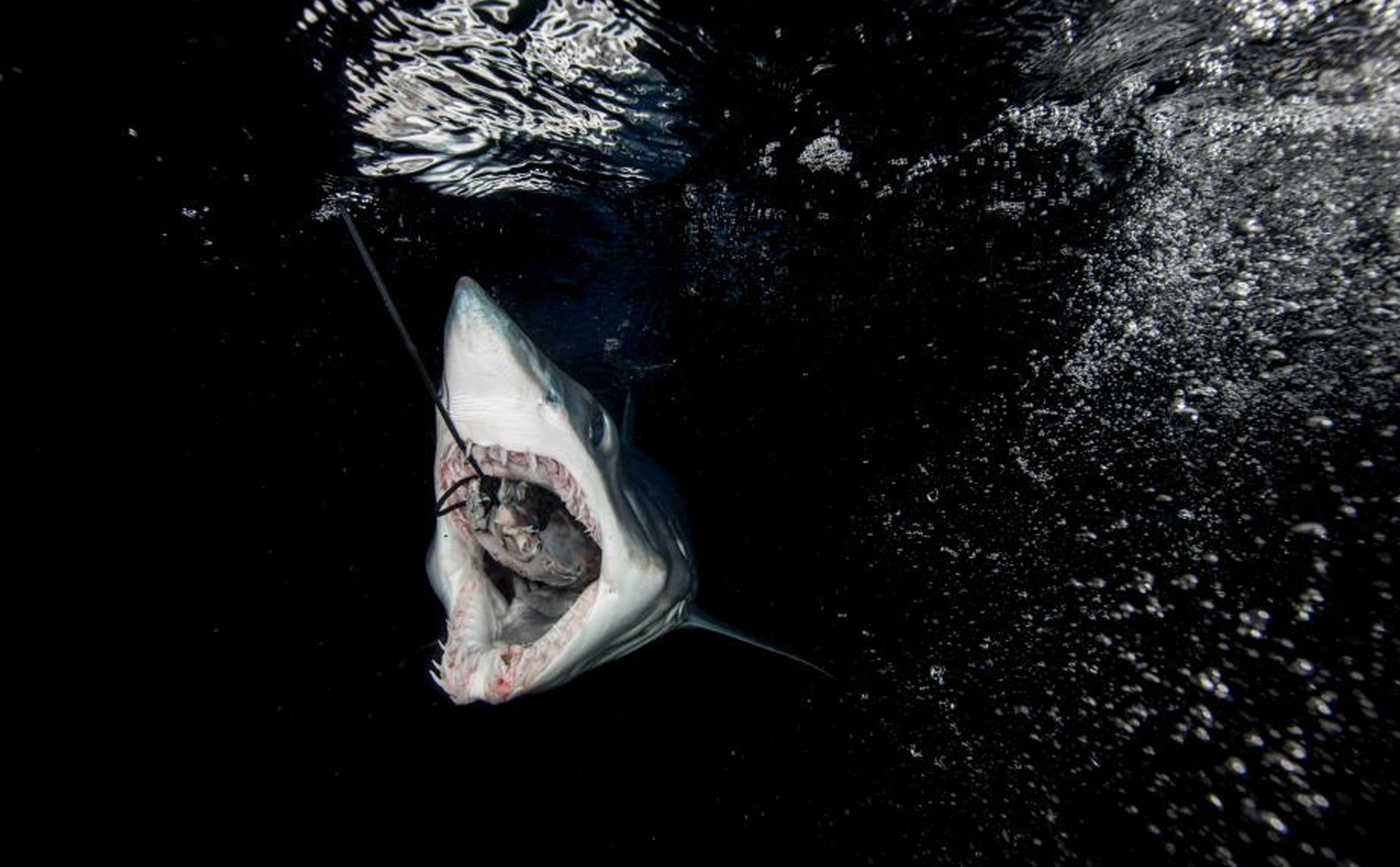 Sharks Also Hooked on 'Mai Thuy'