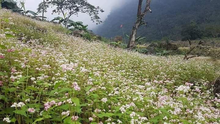 Top 8 Stunning Triangle Flower Viewing Spots in Northern Vietnam ...